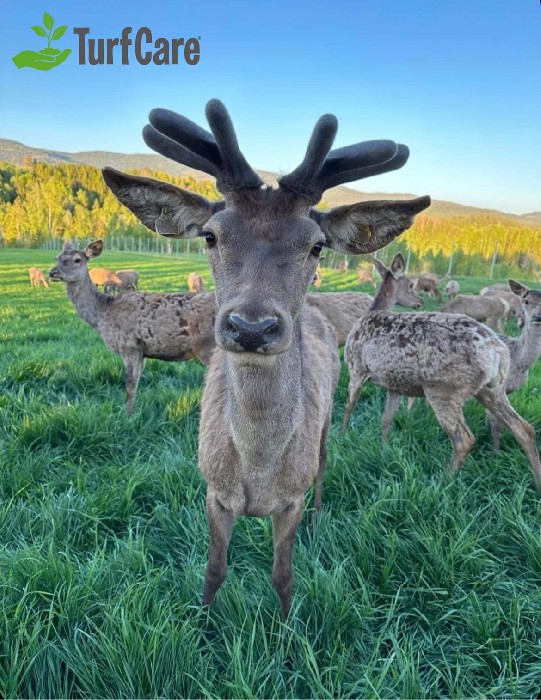 Status fra Eiker Hjort :: Turf Care